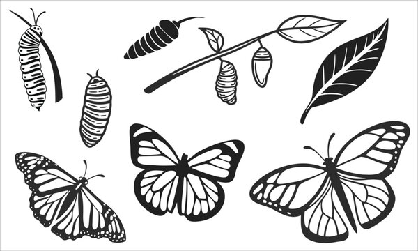 Butterfly Pupa Drawing