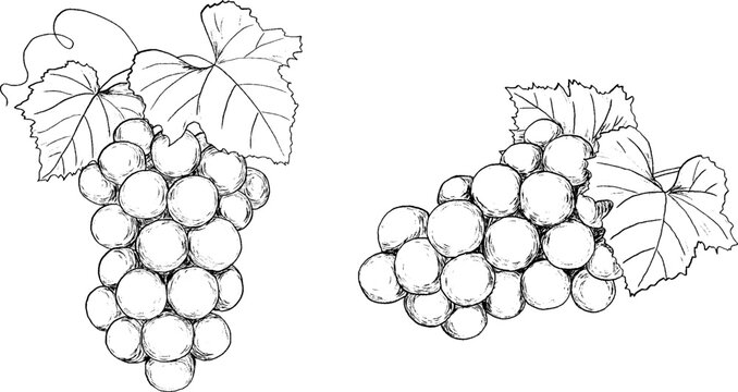 「ぶどうの葉」の写真素材 | 1,355,356件の無料イラスト画像 | Adobe Stock