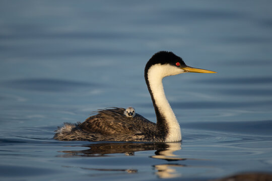 "Western Grebe" Images – Browse 770 Stock Photos, Vectors, and Video ...