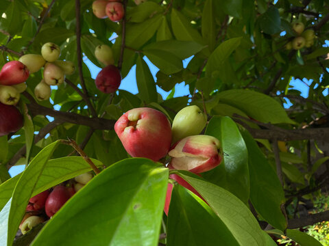 Bell Fruit"」の写真素材 | 7,559件の無料イラスト画像 | Adobe Stock