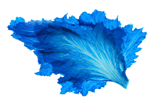 Abnormal Leaves PNGs – Transparent Background Images | PikWizard