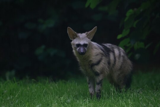 aardwolf uk