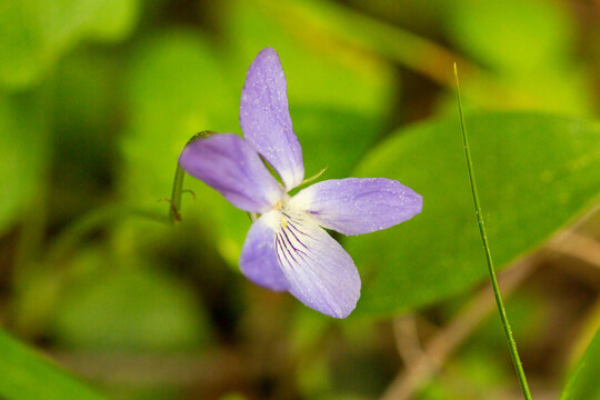 Viola Canina