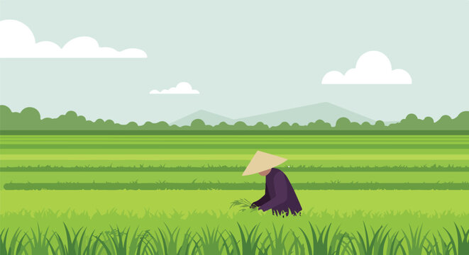 "Padi Field"-Bilder: Stock-Fotos & -Videos. | Adobe Stock