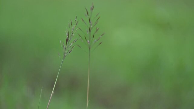 "Spear Grass"-Bilder: Stock-Fotos & -Videos. | Adobe Stock