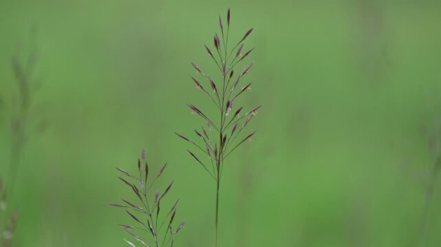 "Spear Grass"-Bilder: Stock-Fotos & -Videos. | Adobe Stock