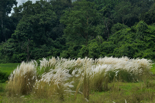 Kashful Images – Browse 412 Stock Photos, Vectors, and Video | Adobe Stock