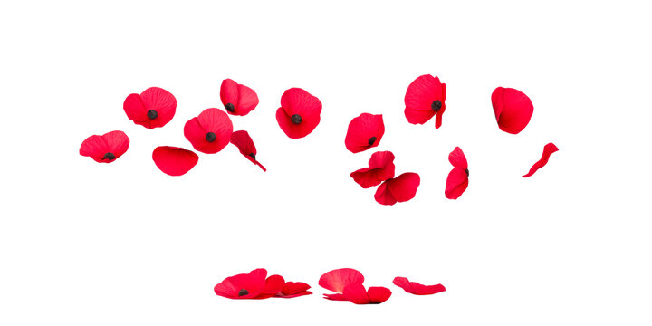 Falling Poppy Petals