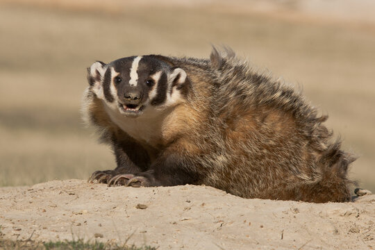 American Badger Images – Browse 67,846 Stock Photos, Vectors, and Video ...