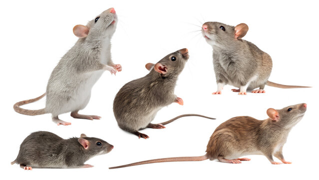 "Laboratory Rats" Images – Browse 5,433 Stock Photos, Vectors, and ...