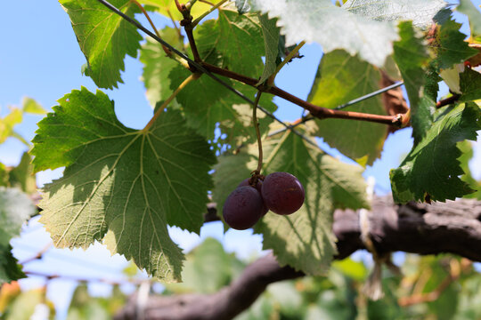 「ぶどうの葉」の写真素材 | 1,355,356件の無料イラスト画像 | Adobe Stock