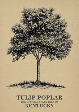 tulip tree drawing