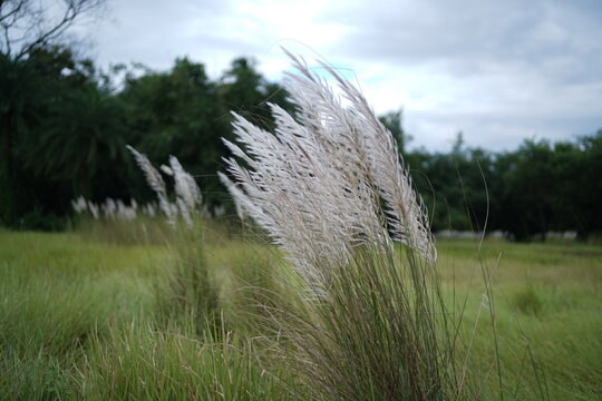 Kashful Images – Browse 412 Stock Photos, Vectors, and Video | Adobe Stock