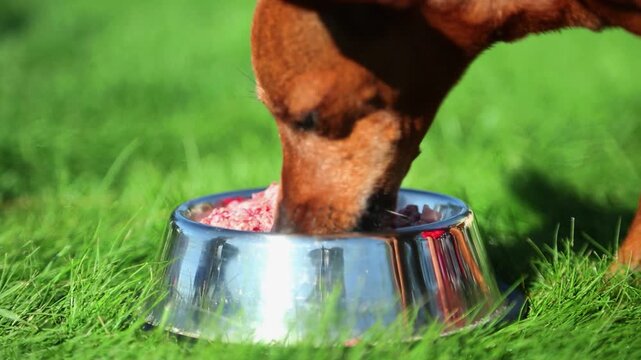 Raw Dog Food Images – Browse 33,328 Stock Photos, Vectors, and Video ...