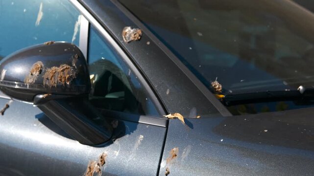 "Bird Poop" Images – Browse 416 Stock Photos, Vectors, and Video ...