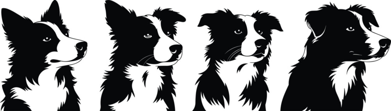 border collie vector art