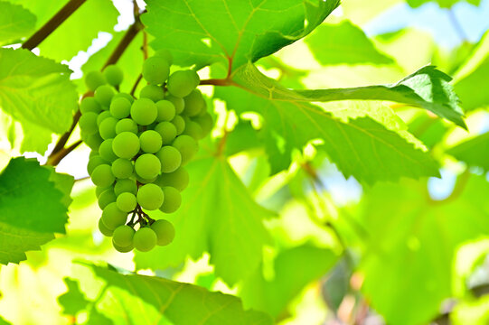 「ぶどうの葉」の写真素材 | 1,355,356件の無料イラスト画像 | Adobe Stock