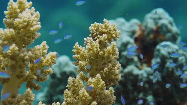 "Broccoli Coral" Images – Browse 209 Stock Photos, Vectors, and Video ...