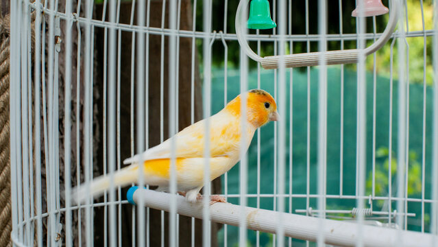 Canary Cage Images – Browse 6,620 Stock Photos, Vectors, and Video ...