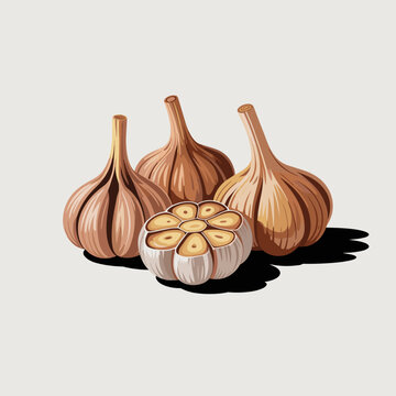 garlic vector free