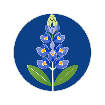 bluebonnet drawing simple