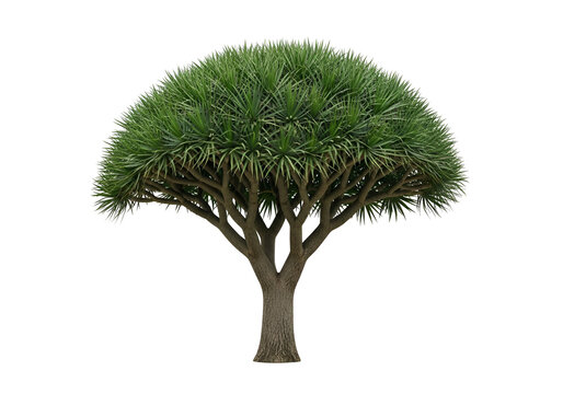 dragon tree top view