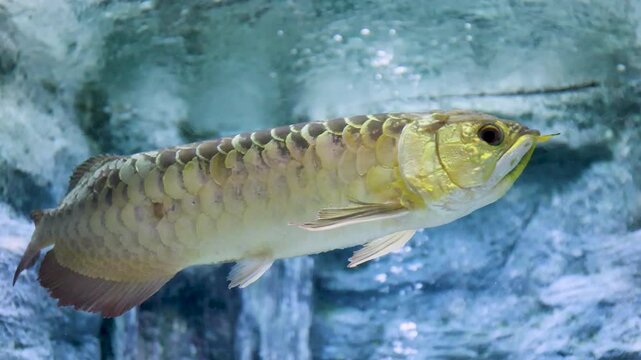 "Dragon Fish" Images – Browse 784 Stock Photos, Vectors, and Video ...