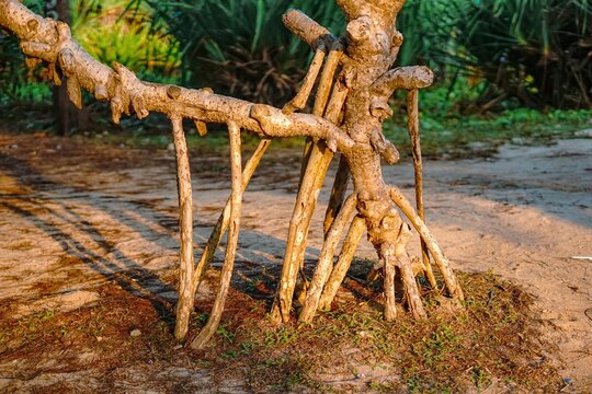 stilt roots examples