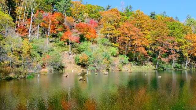 「けやきの木」の写真素材 | 4,638,600件の無料イラスト画像 | Adobe Stock