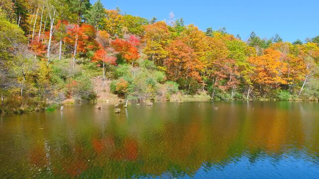 「けやきの木」の写真素材 | 4,638,600件の無料イラスト画像 | Adobe Stock