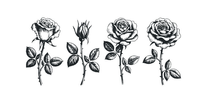 stem with thorns drawing