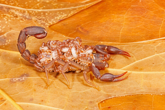 Instar Al Images – Browse 3 Stock Photos, Vectors, and Video | Adobe Stock