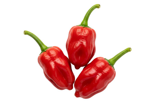 Bhut Images – Browse 1,096 Stock Photos, Vectors, and Video | Adobe Stock