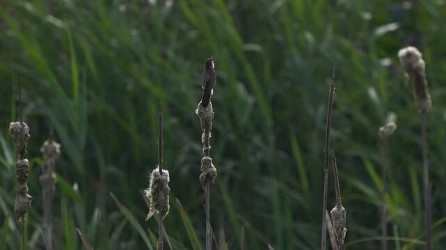 "Savi's Warbler" Images – Browse 481 Stock Photos, Vectors, and Video ...