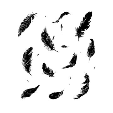 falling feathers no background