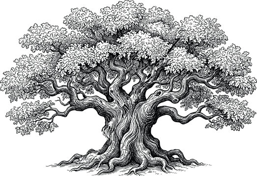 old oak tree drawing
