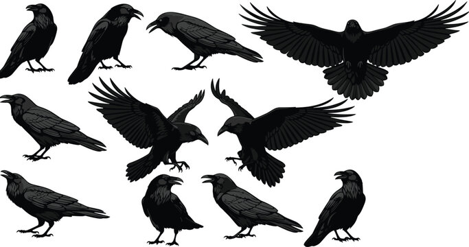 Raven Vector"」の写真素材 | 869件の無料イラスト画像 | Adobe Stock