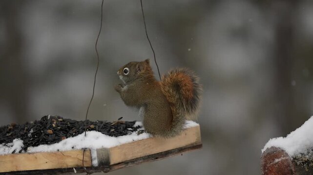 red squirrel snow